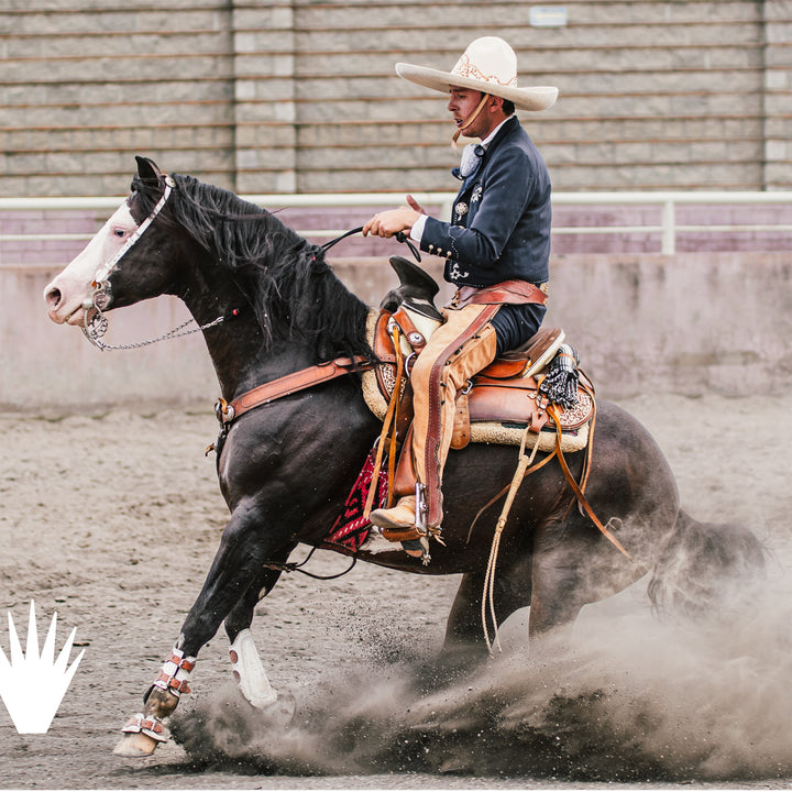 Productos para caballo – Chivali
