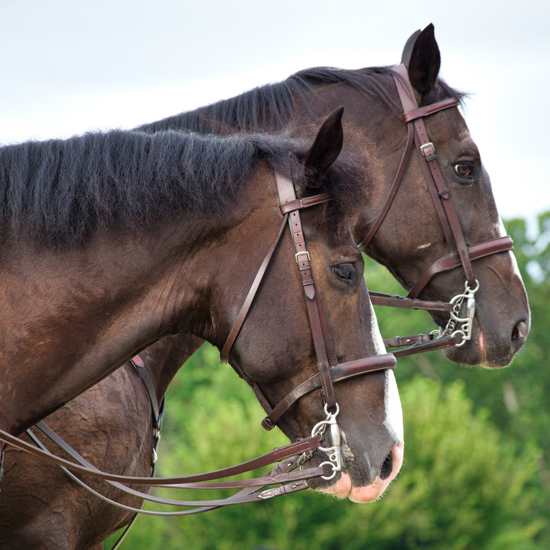 Productos para caballo – Chivali Mx