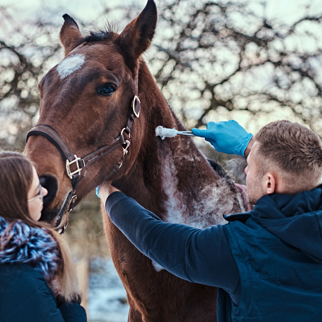 Productos para caballo – Chivali