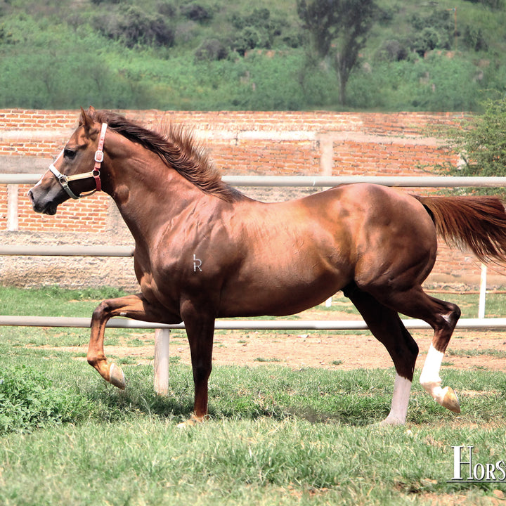 Productos para caballo – Chivali Mx