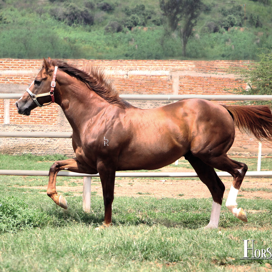 Productos para caballo – Chivali Mx